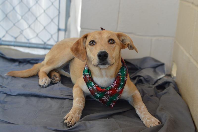 Collin County Animal Services Adoption Search Results