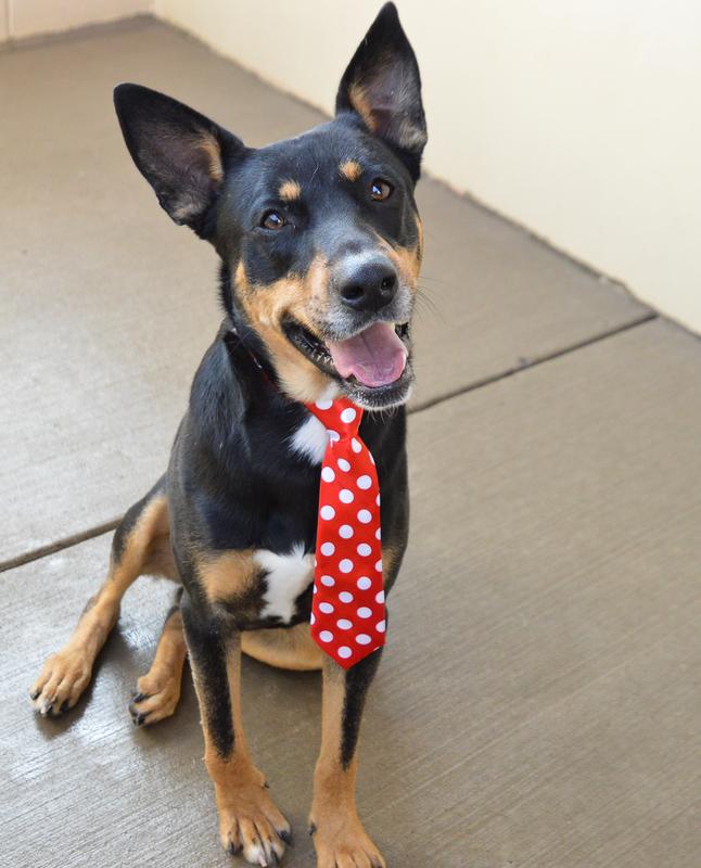 Collin County Animal Services Adoption Search Results