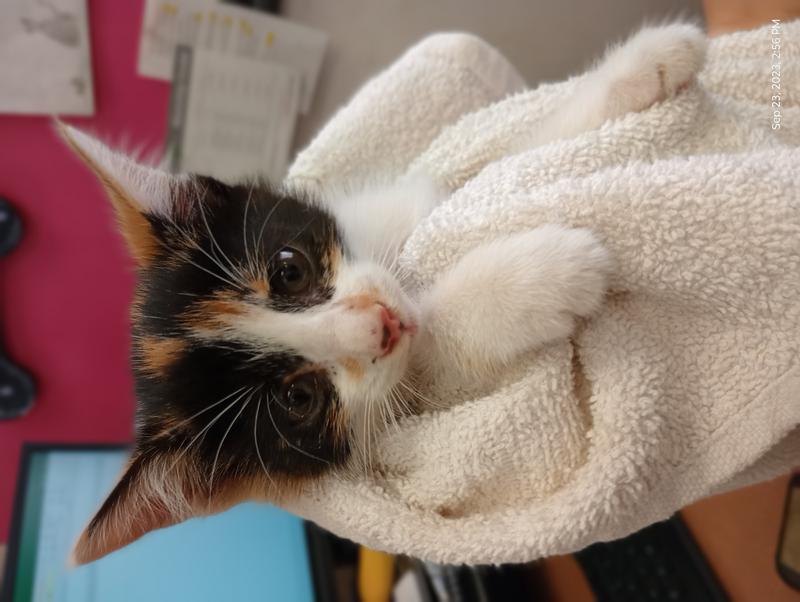 Collin County Animal Services Adoption Search Results