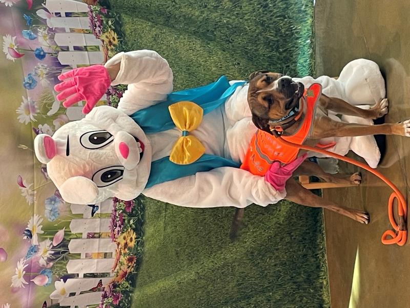 Collin County Animal Services Adoption Search Results