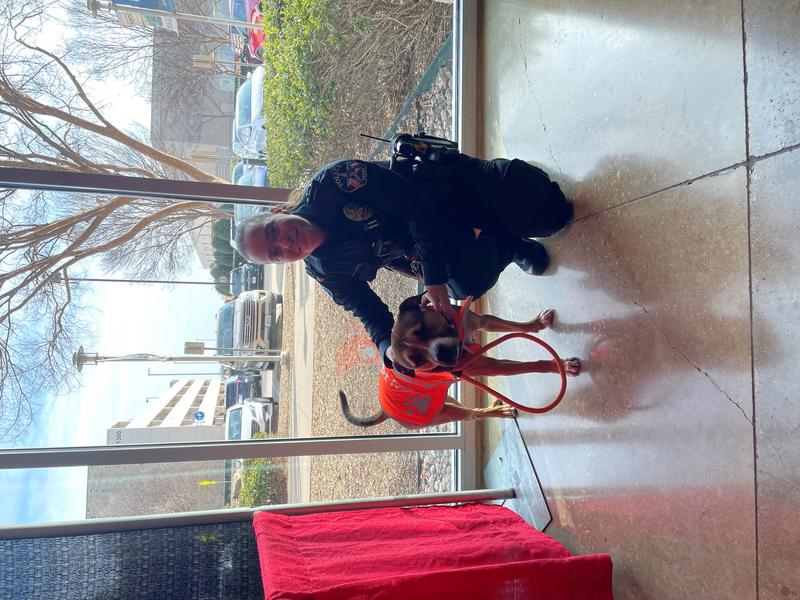 Collin County Animal Services Adoption Search Results