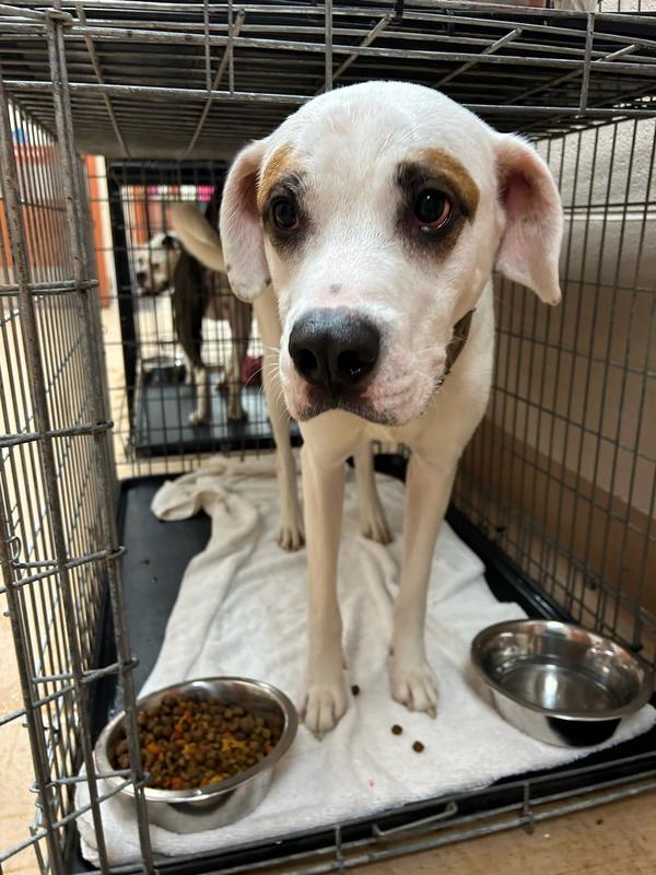 Collin County Animal Services Adoption Search Results