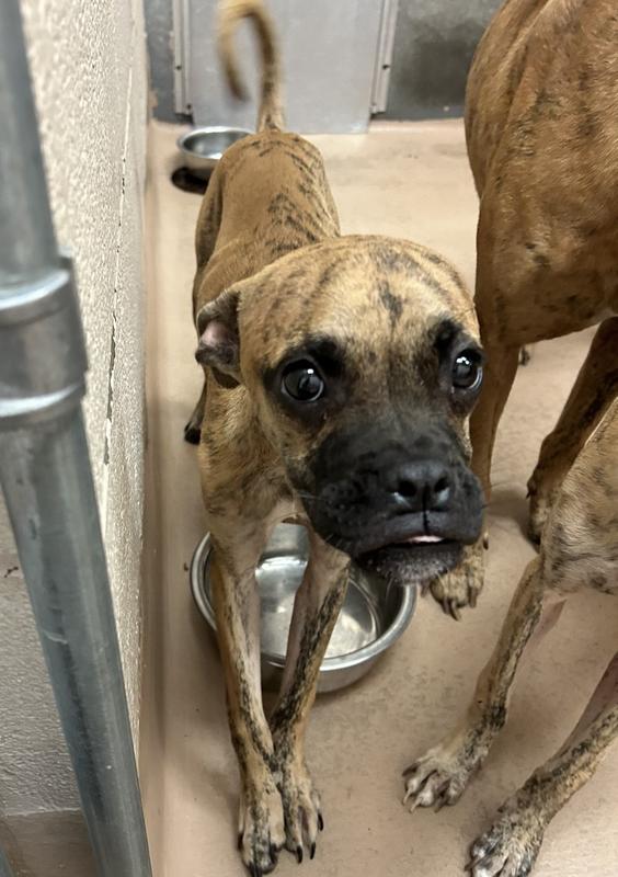 Collin County Animal Services Adoption Search Results