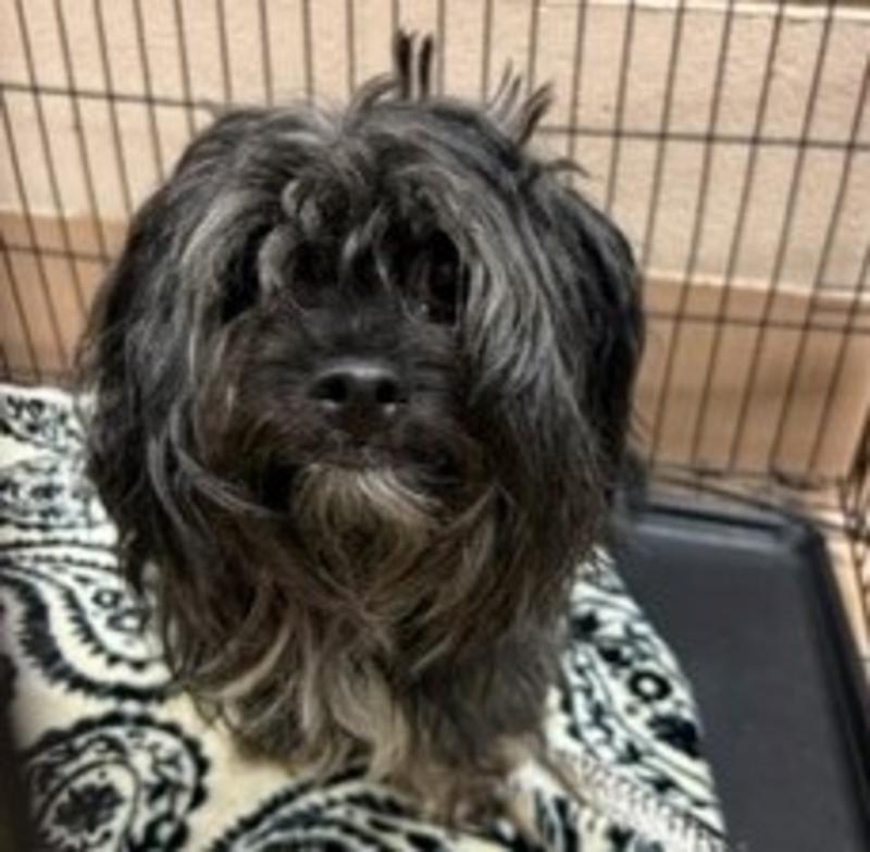 Collin County Animal Services Stray or Lost Animal Search Results