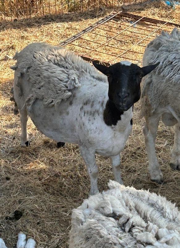 Collin County Animal Services Stray or Lost Animal Search Results
