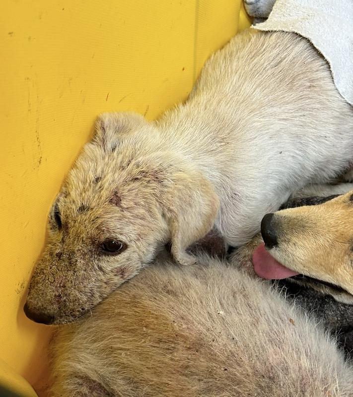 Collin County Animal Services Stray or Lost Animal Search Results