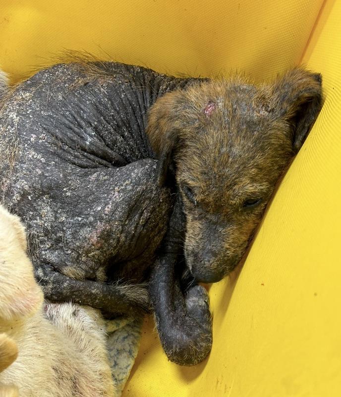 Collin County Animal Services Stray or Lost Animal Search Results