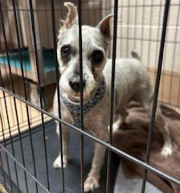 Collin County Animal Services Stray or Lost Animal Search Results