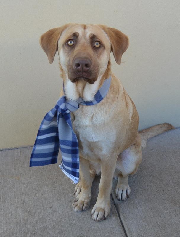 Collin County Animal Services Stray or Lost Animal Search Results