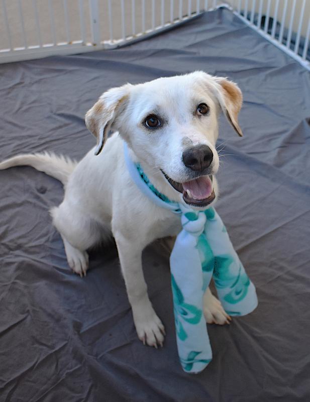 Collin County Animal Services Adoption Search Results