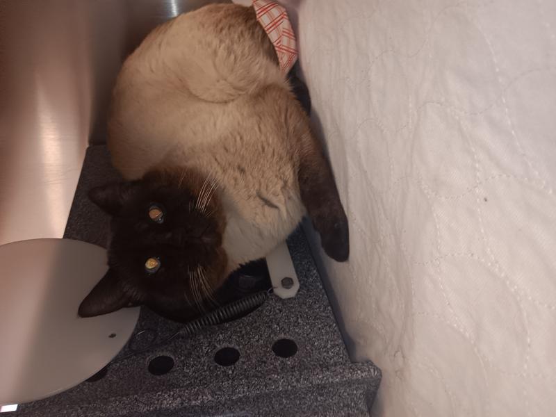 Collin County Animal Services Stray or Lost Animal Search Results
