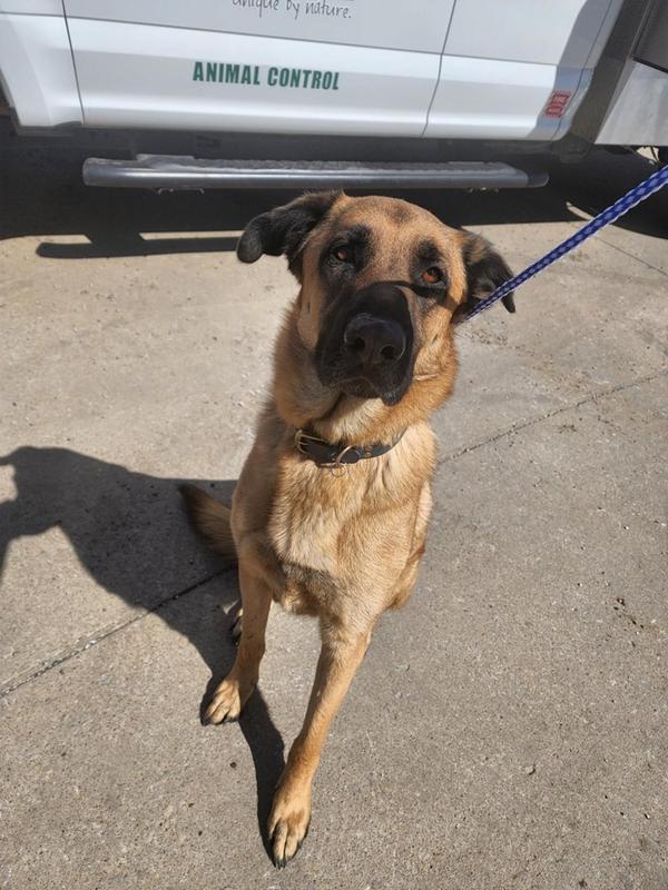 Collin County Animal Services Adoption Search Results