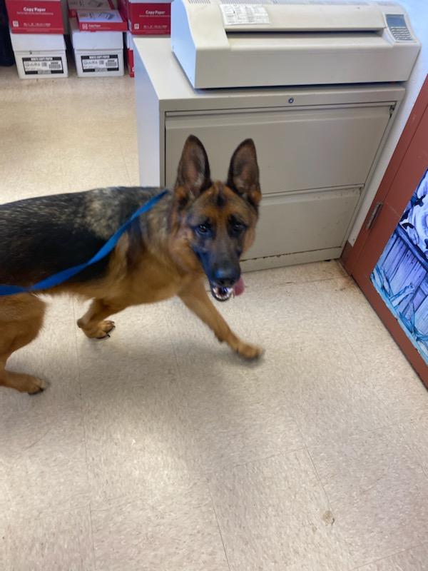 Collin County Animal Services Adoption Search Results