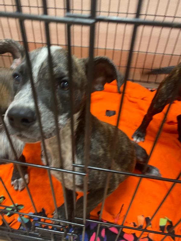 Collin County Animal Services Adoption Search Results