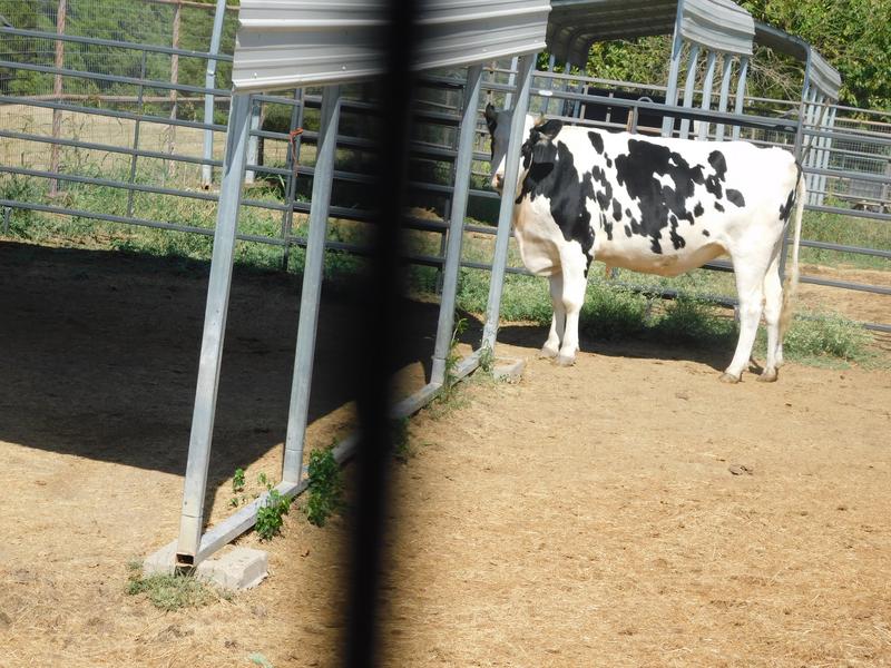 Collin County Animal Services Stray or Lost Animal Search Results