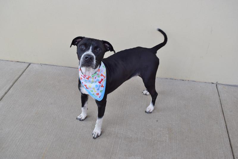 Collin County Animal Services Adoption Search Results